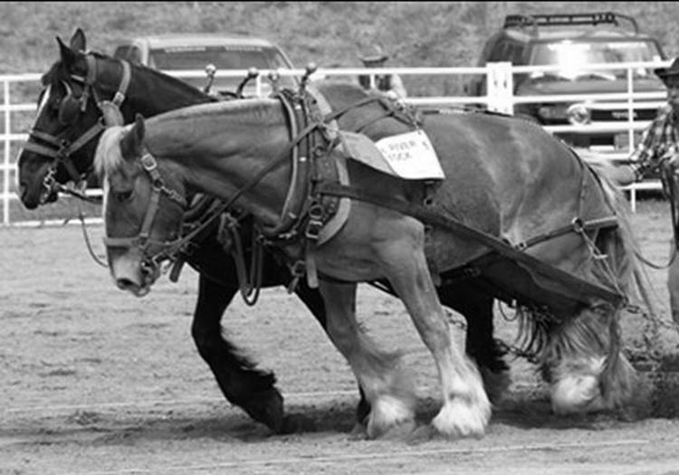 Sled Pulling – It's A Long Road